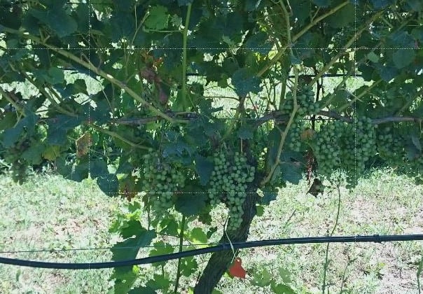 Maximising Irrigation Savings in Grapevines | Fruition Horticulture