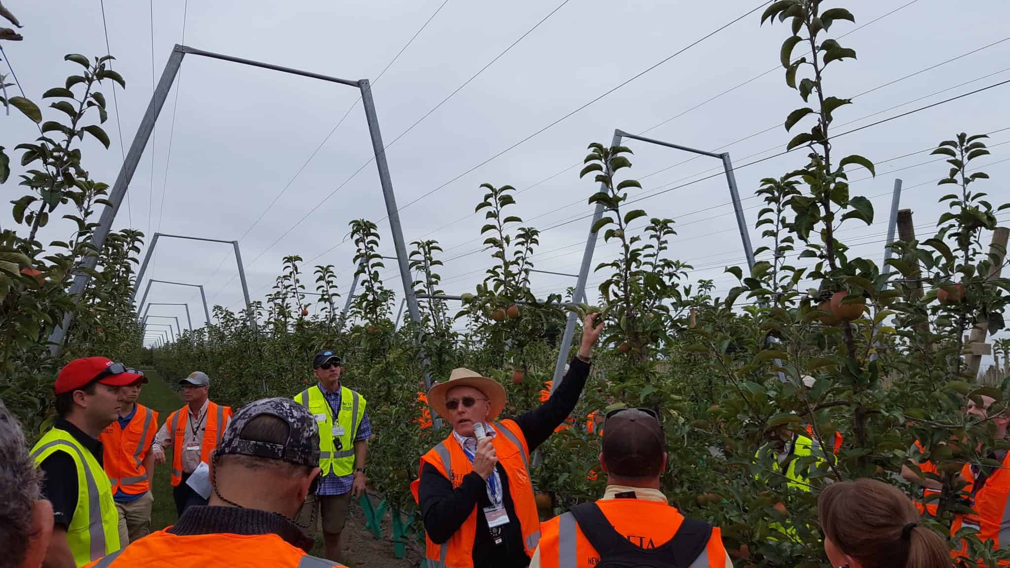 Apple growing systems are evolving | Fruition Horticulture