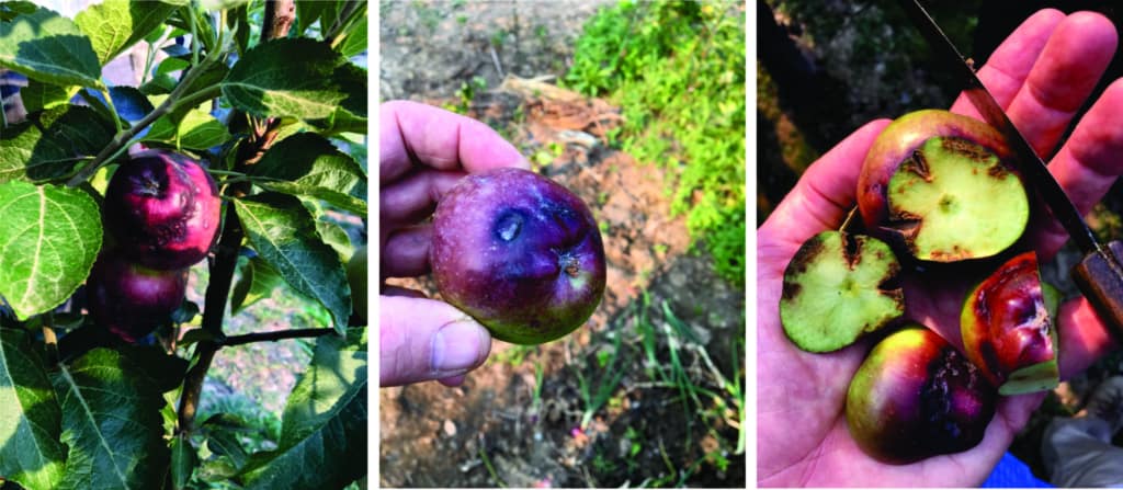 Apple nutrition in Himachal Pradesh | Fruition Horticulture