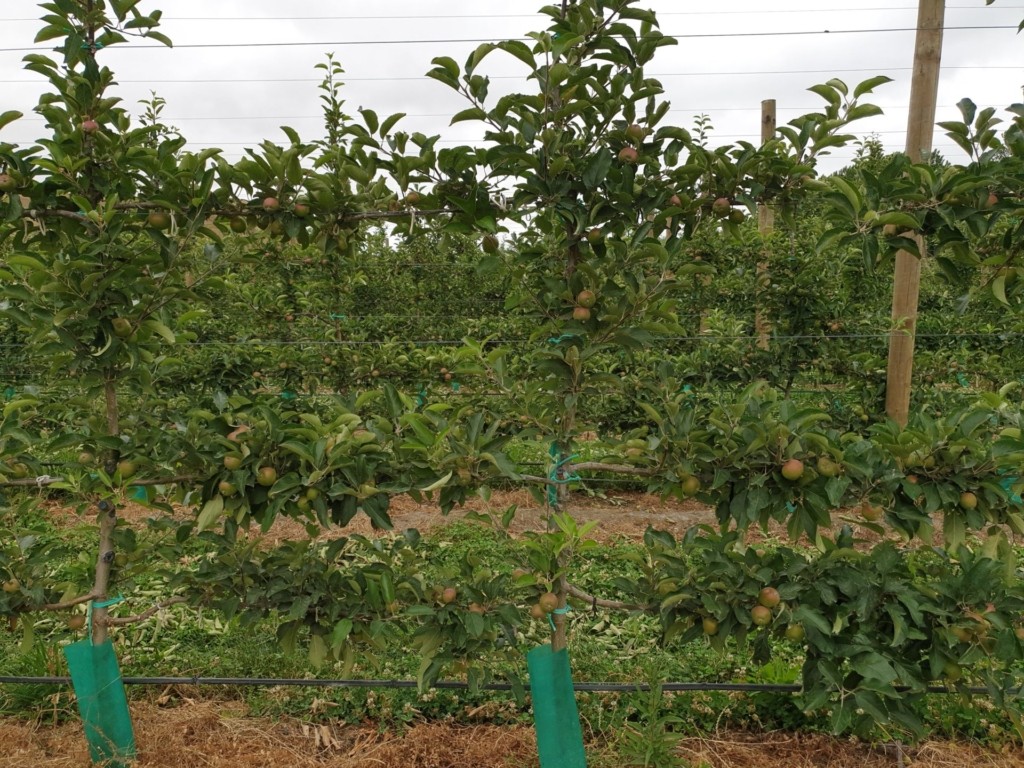 Apple growing systems – running hot | Fruition Horticulture