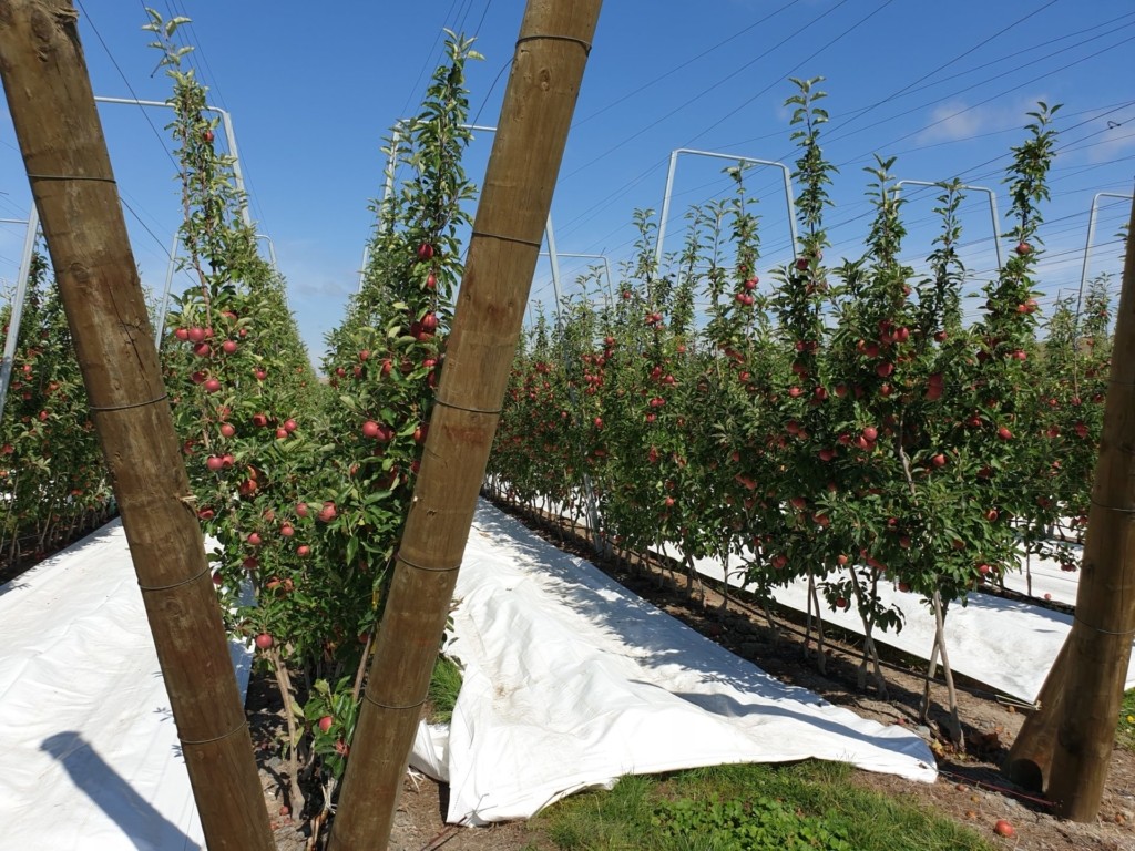 Apple growing systems – running hot | Fruition Horticulture