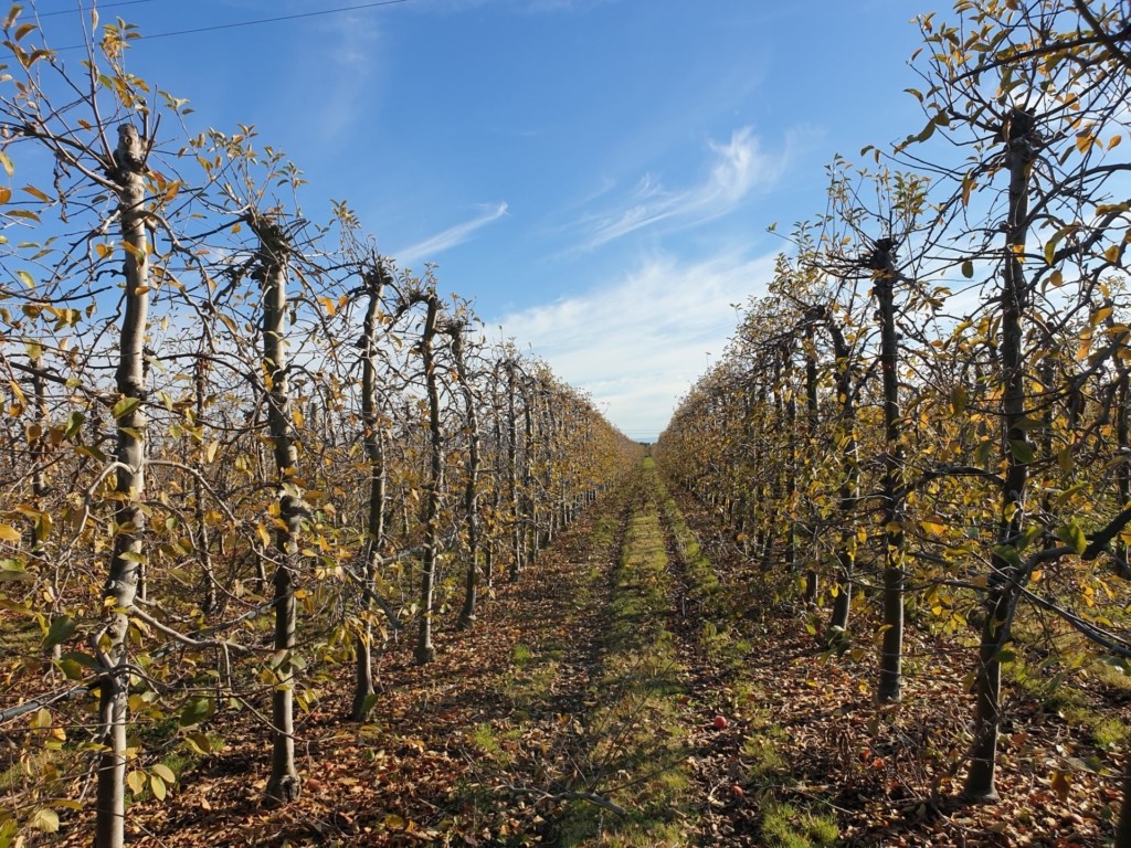 Canopy Management – looking back, looking ahead | Fruition Horticulture