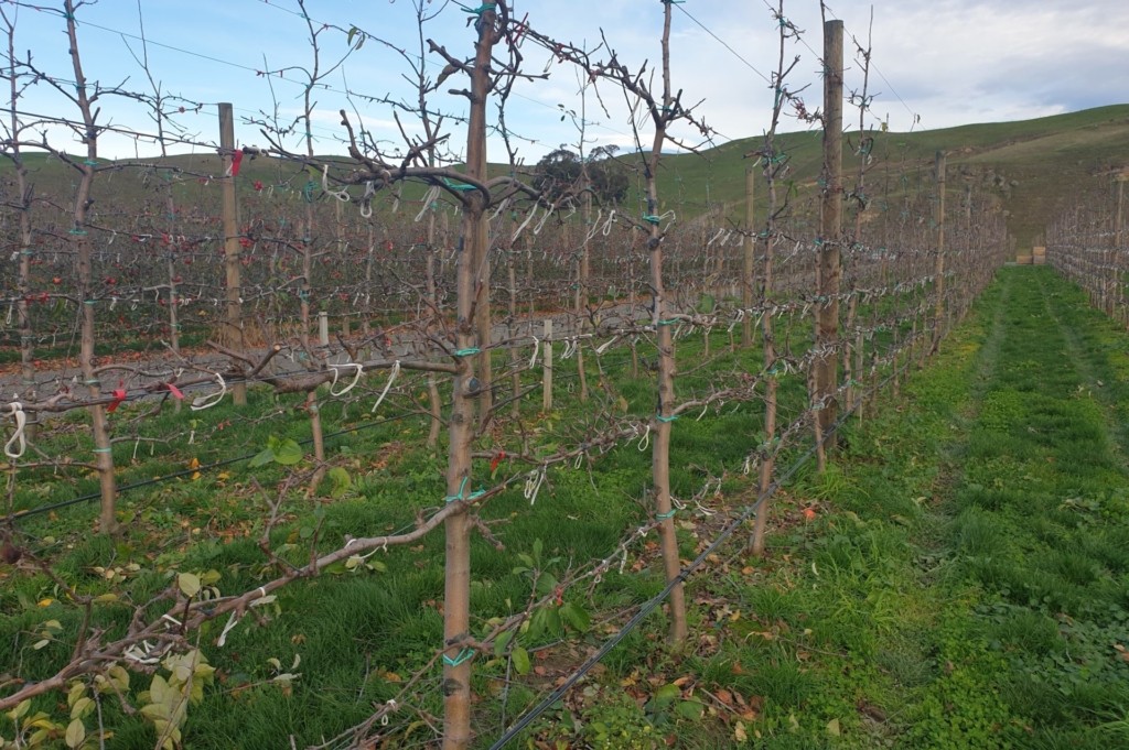 Apple growing systems – innovation central | Fruition Horticulture